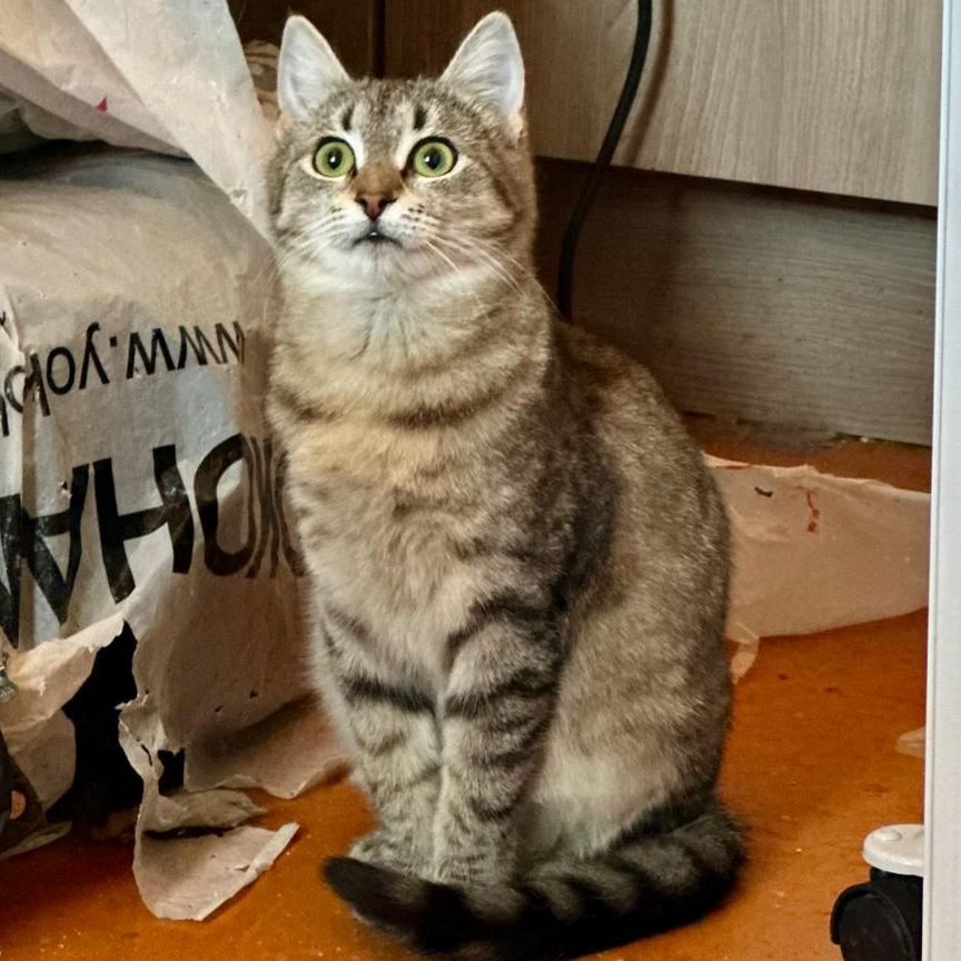 Котенок ищет дом