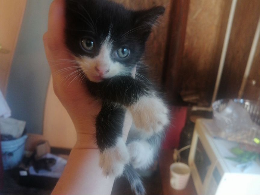Шатланские вислоухие котята