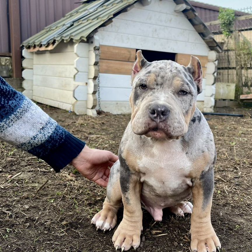 Щенки американского булли