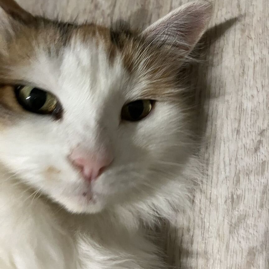 Кошка мышелов