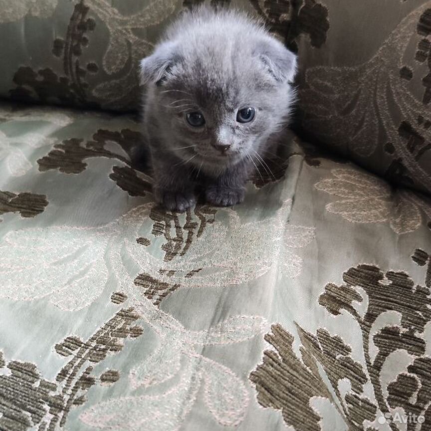 Котята в добрые руки бесплатно