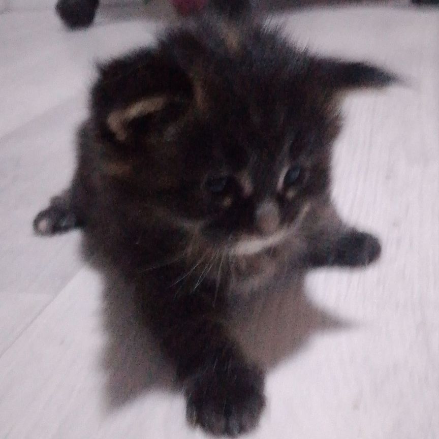 Продаю породистых котят