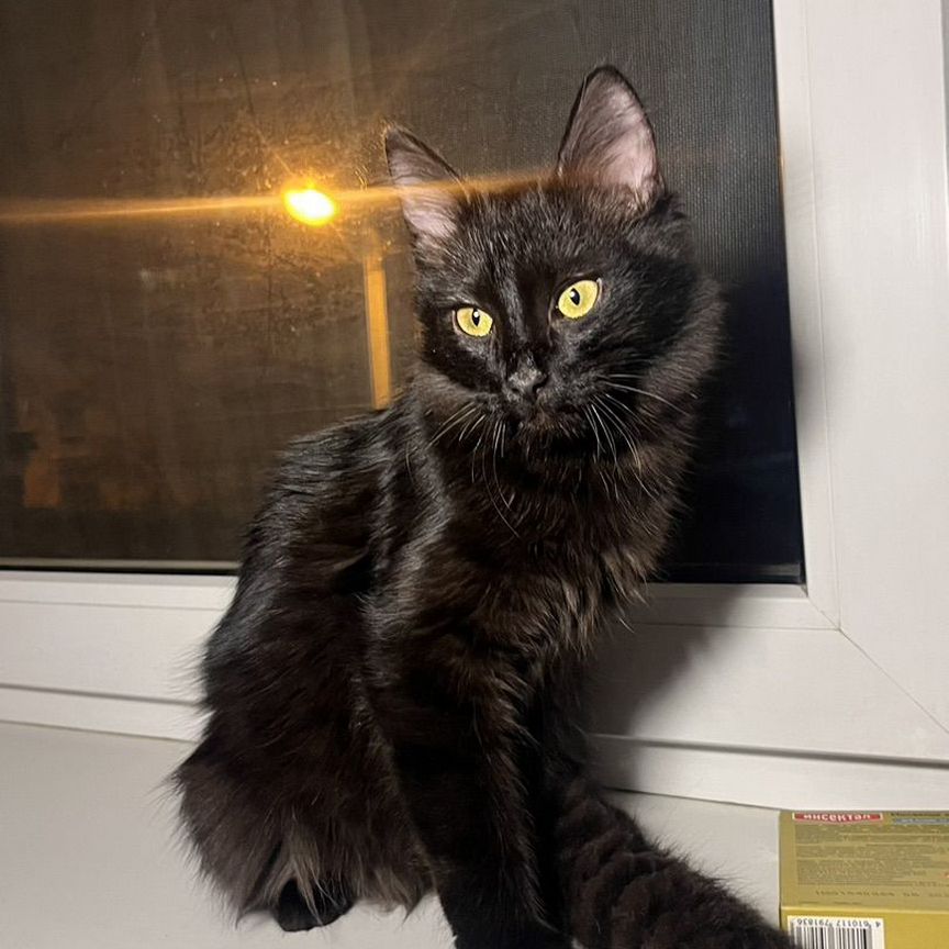 Котик в добрые руки