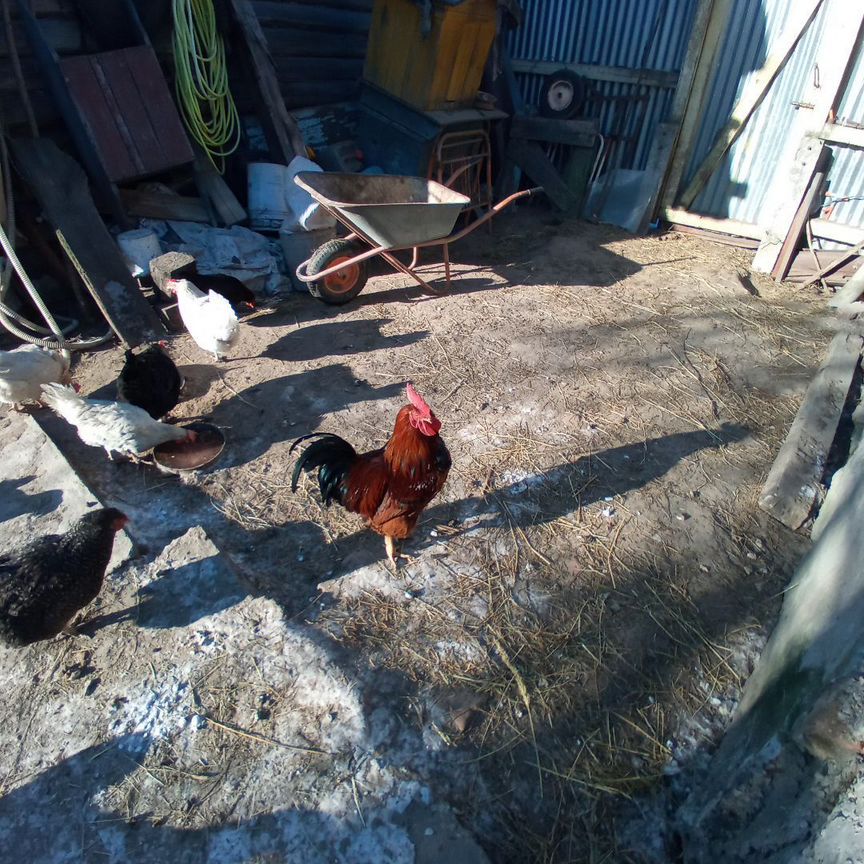 Продаются молодые петухи на завод или на мясо