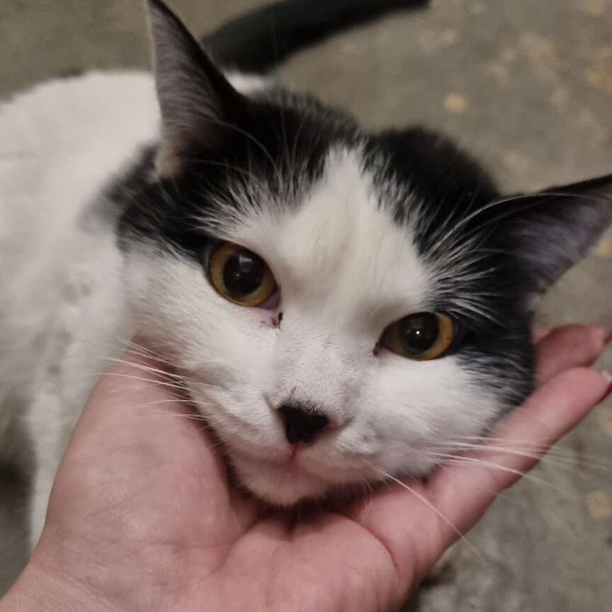 Взрослый кот в добрые руки