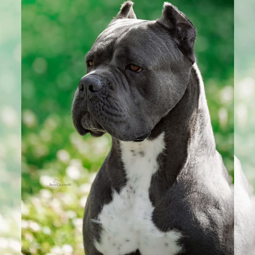 Шикарный кобель