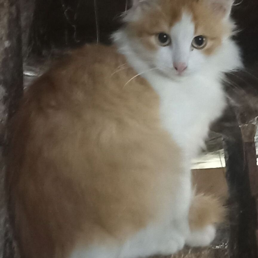 Котята в добрые руки бесплатно