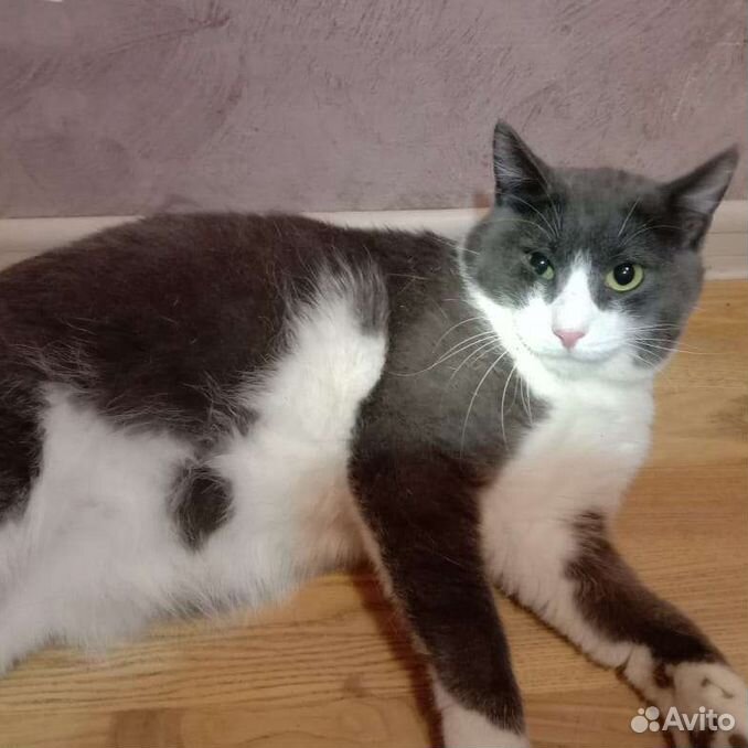 Кот Василек отдам в добрые руки