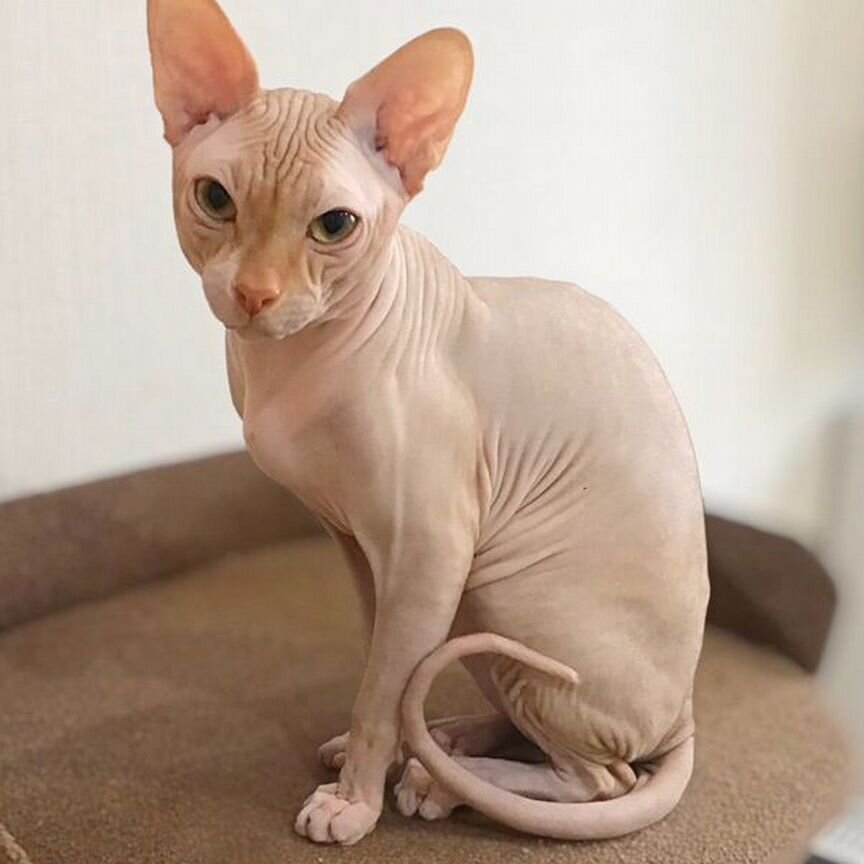 Канадский сфинкс, взрослый кот