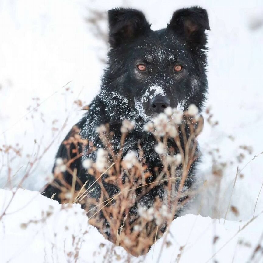 Собака в добрые руки - Рейчел