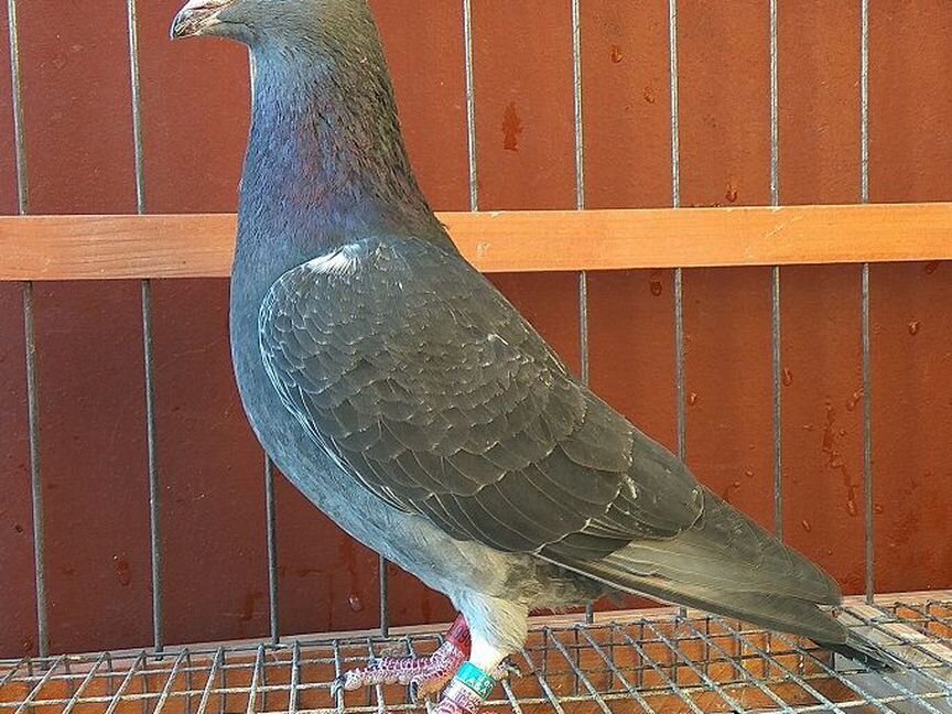 Спортивные голуби белые, чёрные, рябые и сизые