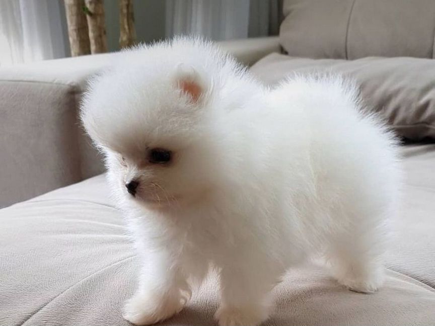 Померанский шпиц минимишка