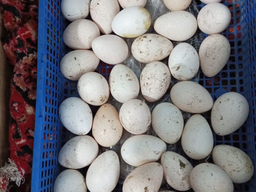 Инкубационное яйцо индейки