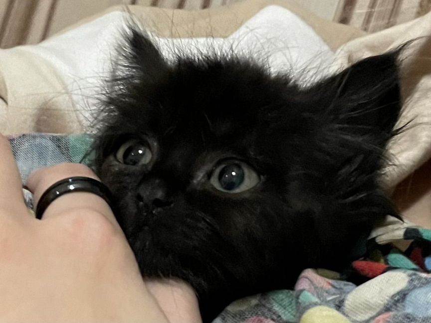 Котёнок в дар