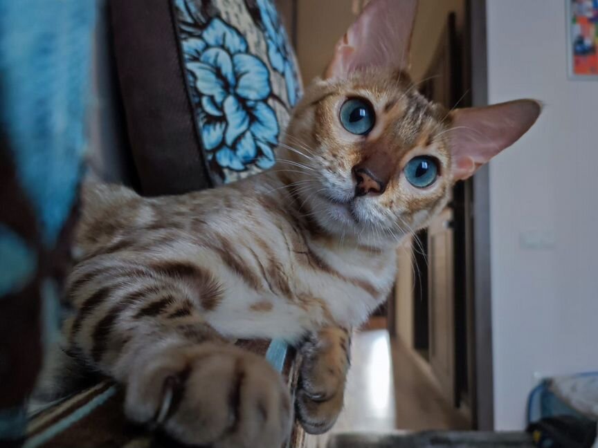 Бенгальская кошка