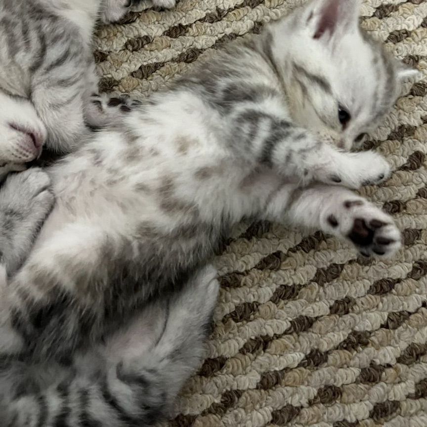 Шотландский вислоухий короткошёрстный котёнок