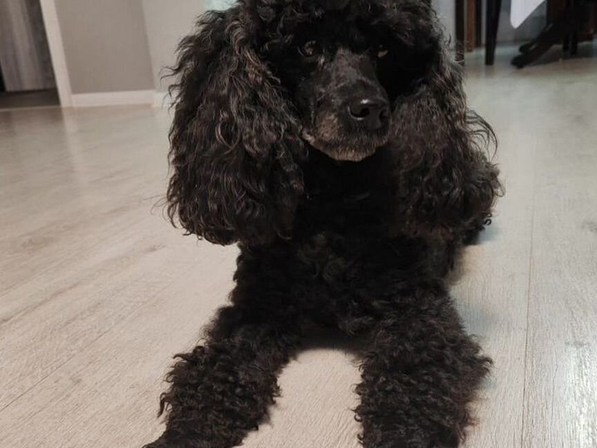 Карликов пудель вязка