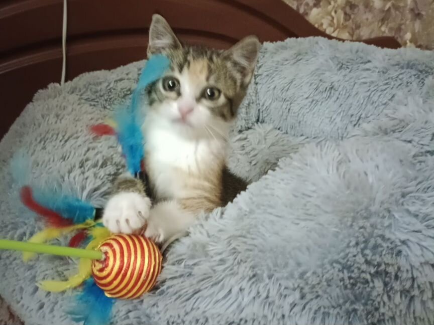Маленькая Дашенька ищет любящую семью