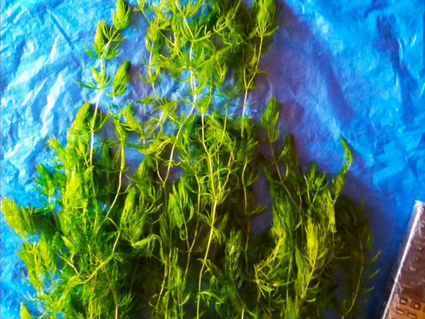 Роголистник. Аквариумные растения