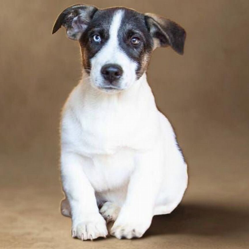 Щенок коротколапик в добрые руки