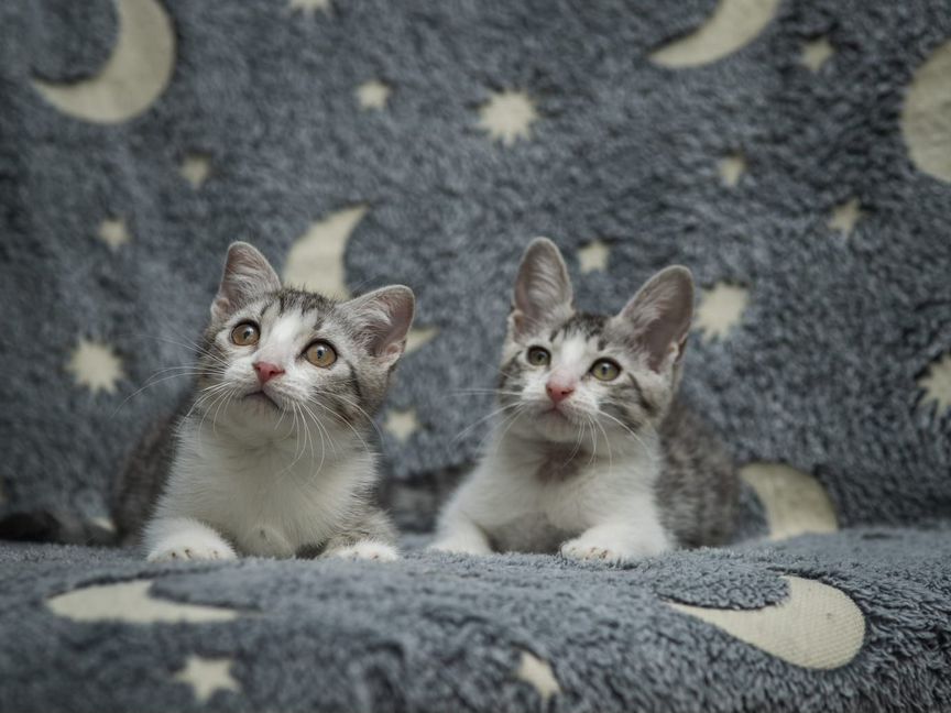 Котята в хорошие руки