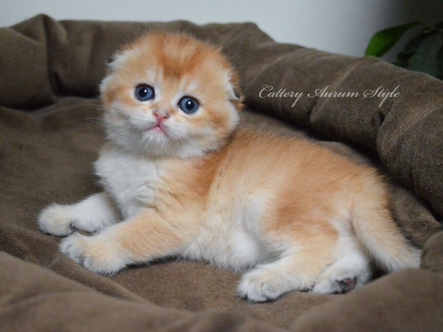 Шотландская вислоухая девочка золотого окраса