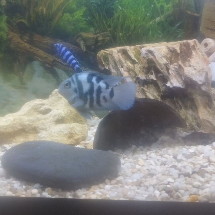 Цихлида сапфировый попугай 6шт