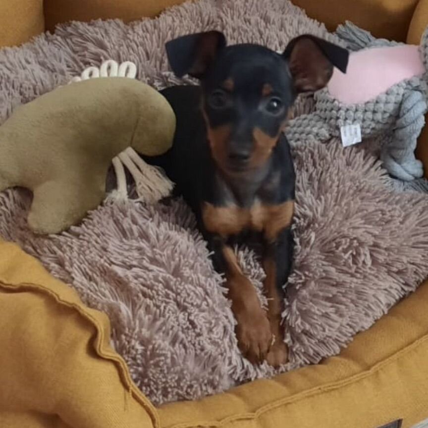 Цвергпинчер, щенок