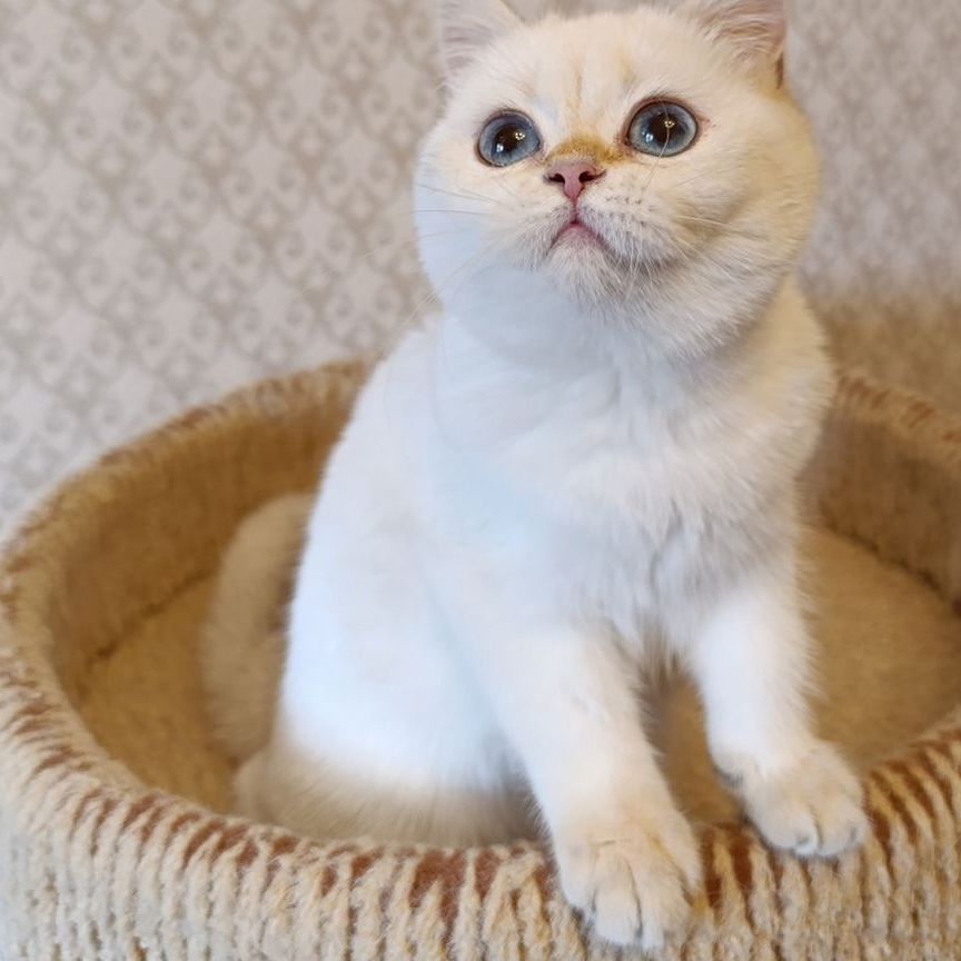 Британский короткошёрстный котёнок