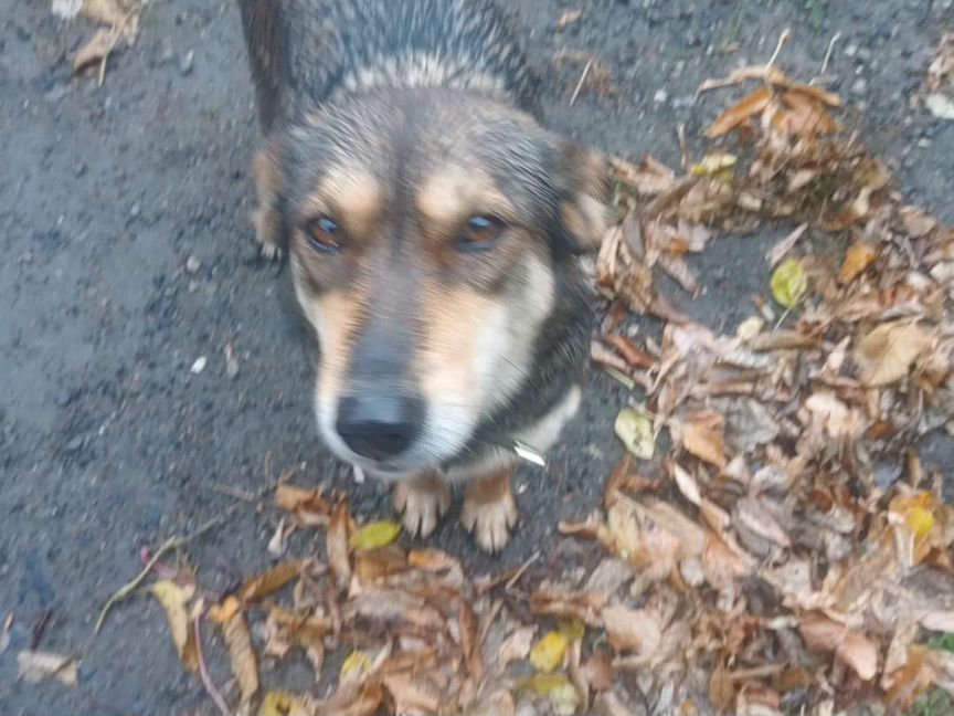 Собака в добрые руки