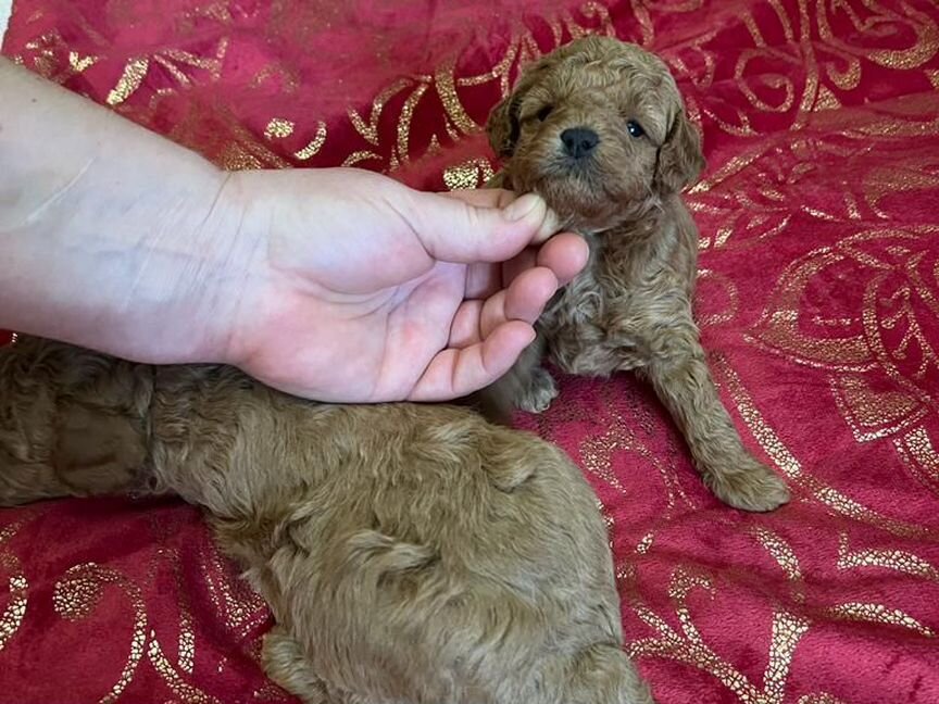 Яркий малыш Мальтипу ф1