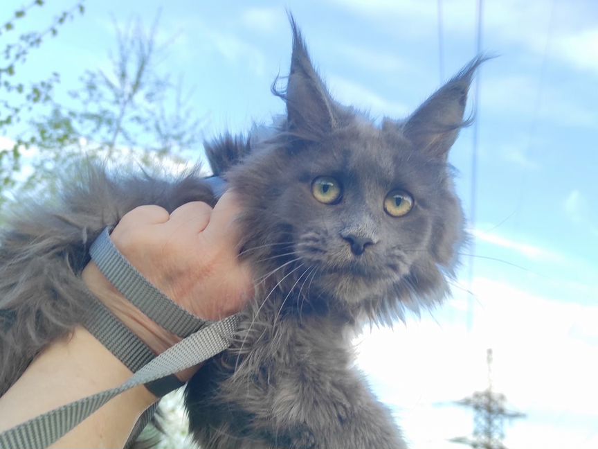 Голубка 5 мес