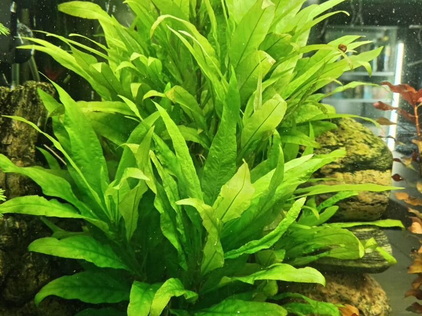 Аквариумные растения бесплатно