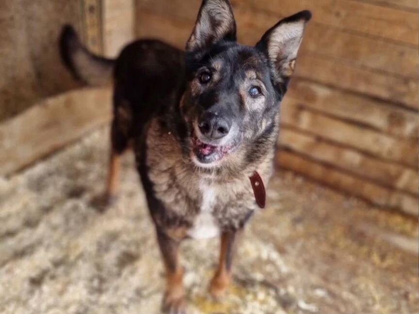 Блюз был бесхозным и у него сгнили все зубы