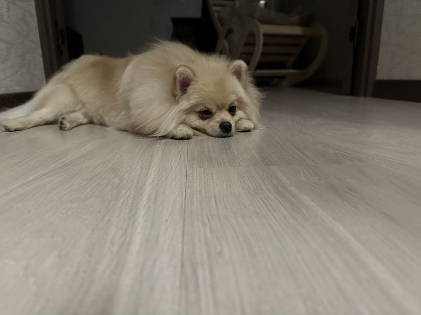 Немецкий шпиц