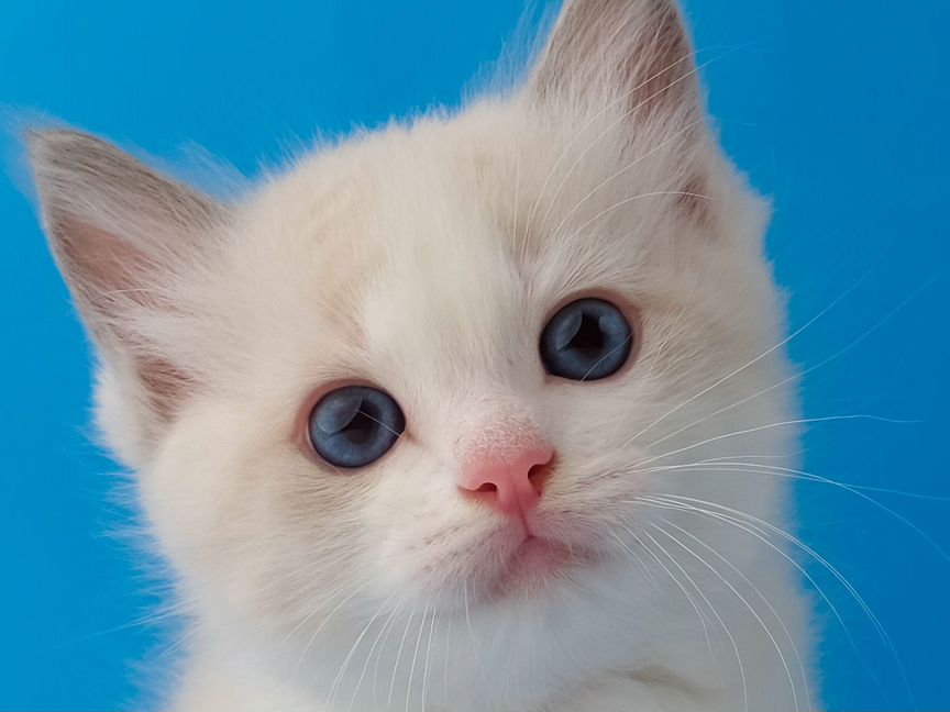 Рэгдолл от питомника