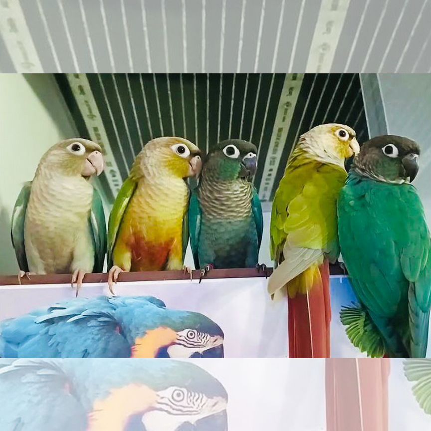 Попугай пиррура выкормыш синие