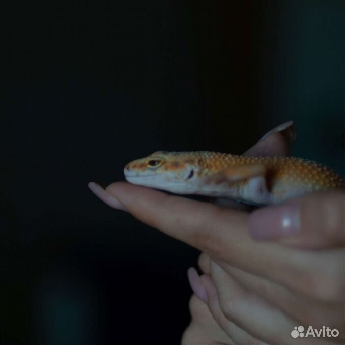 Геккон эублефар