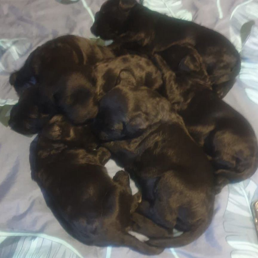 Щенок ризеншнауцера