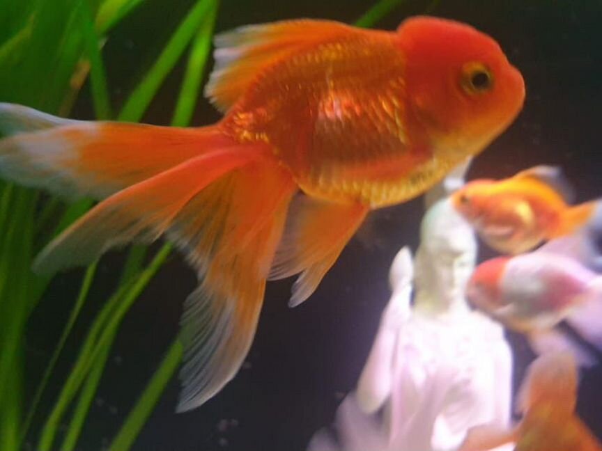 Золотая рыбка Орандо