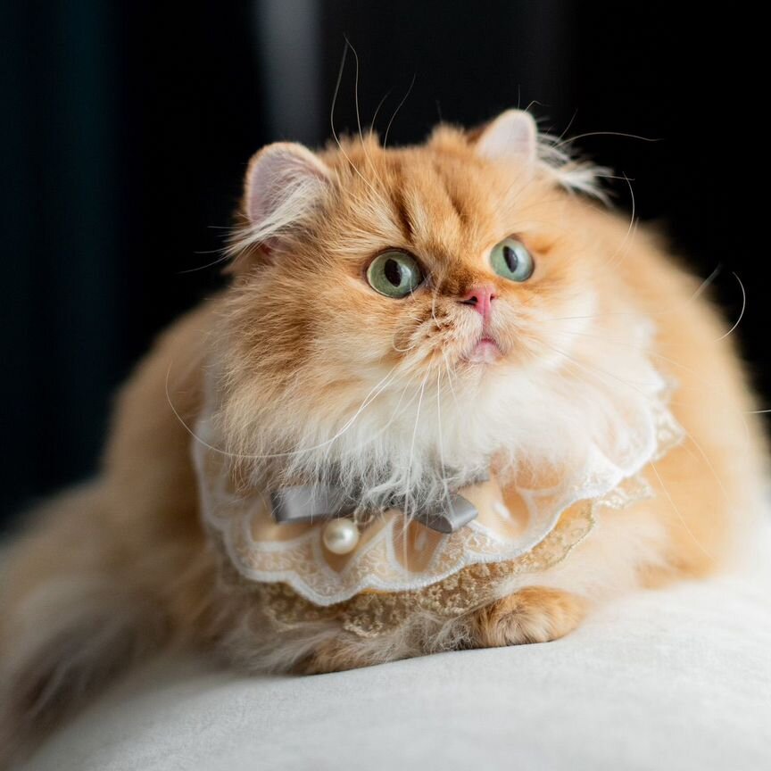 Кошечка шоколадная шиншилла