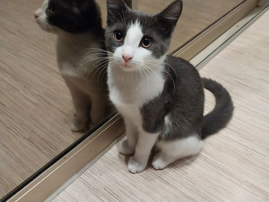 Отдам котёнка в добрые руки