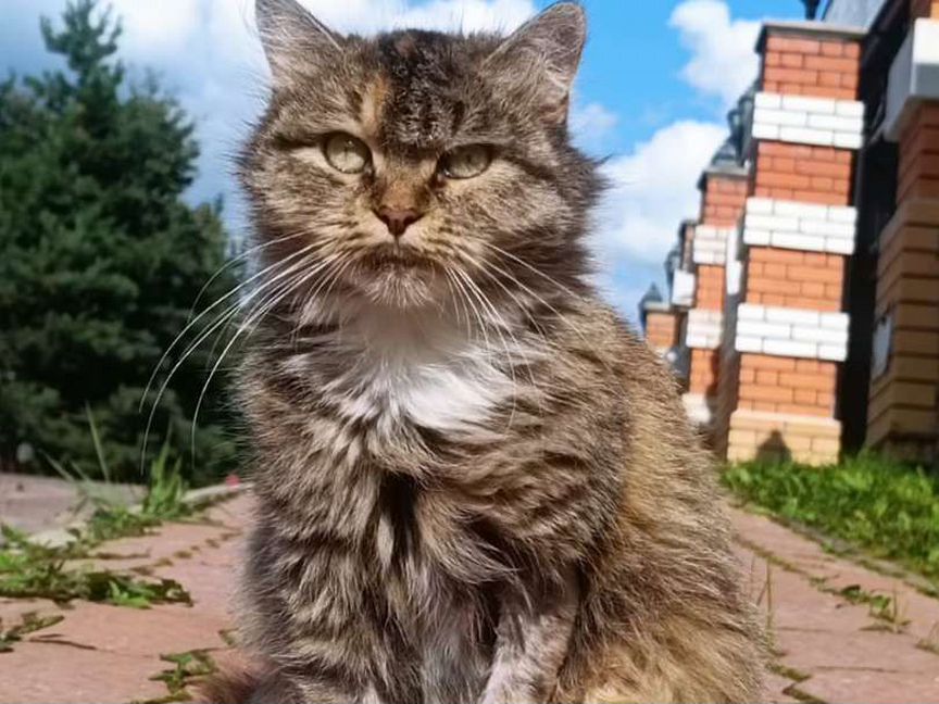 Ласковая кошка ищет дом