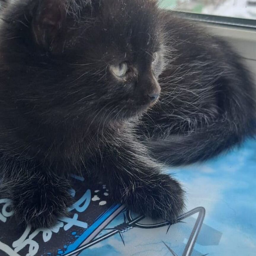 Отдам котёнка в заботливые руки