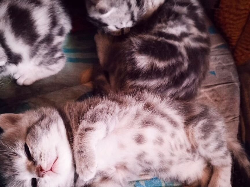Шотландские вислоухие котята