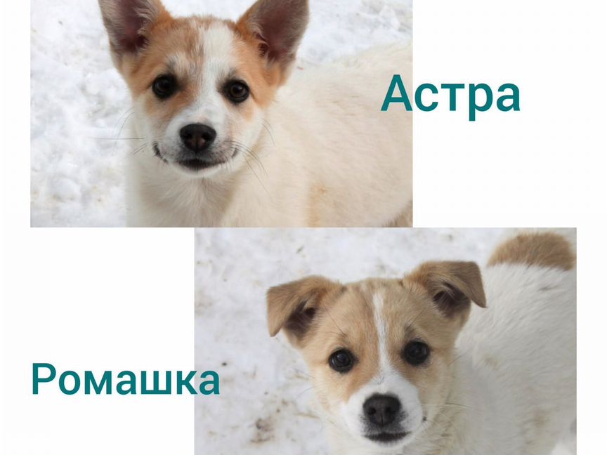 Щенки в добрые руки