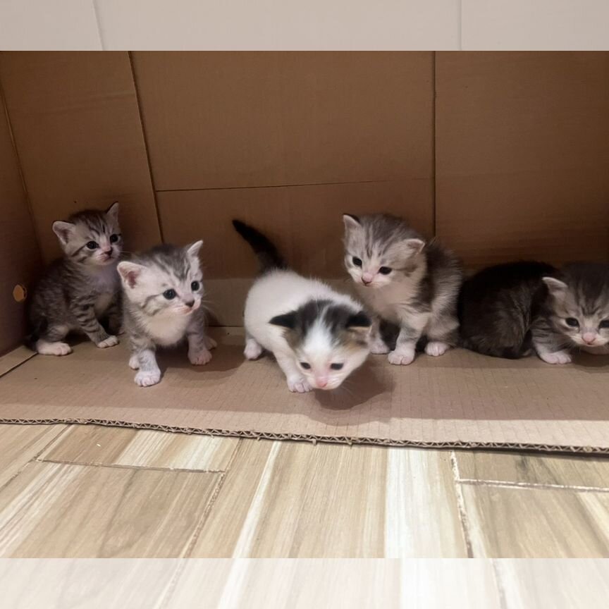 Британские котята