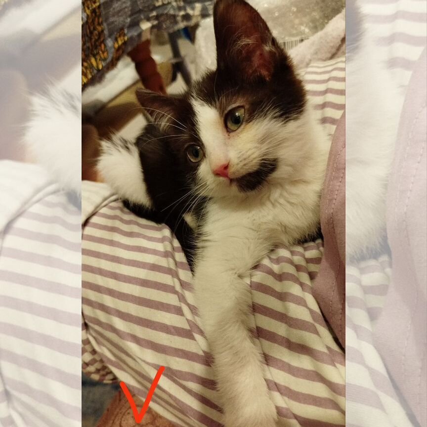 Котёнок в добрые руки