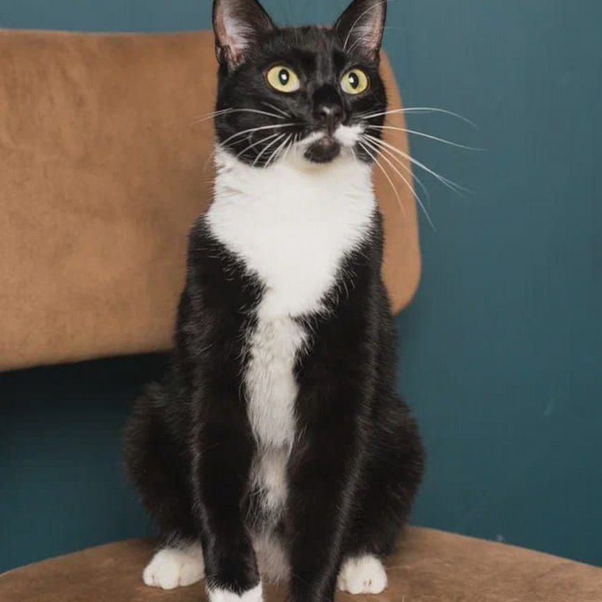 Кошечка в добрые руки