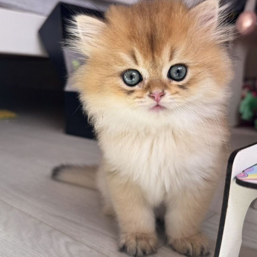 Британская золотая шиншилла